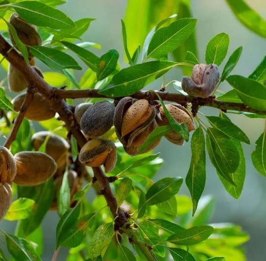 Amandiers | Variétés, culture & pollinisation – Pépinière du Bosc