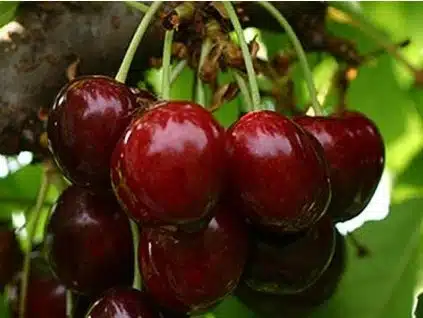 Cerisiers | Vente de variétés Précoces, Tardives et Rustiques